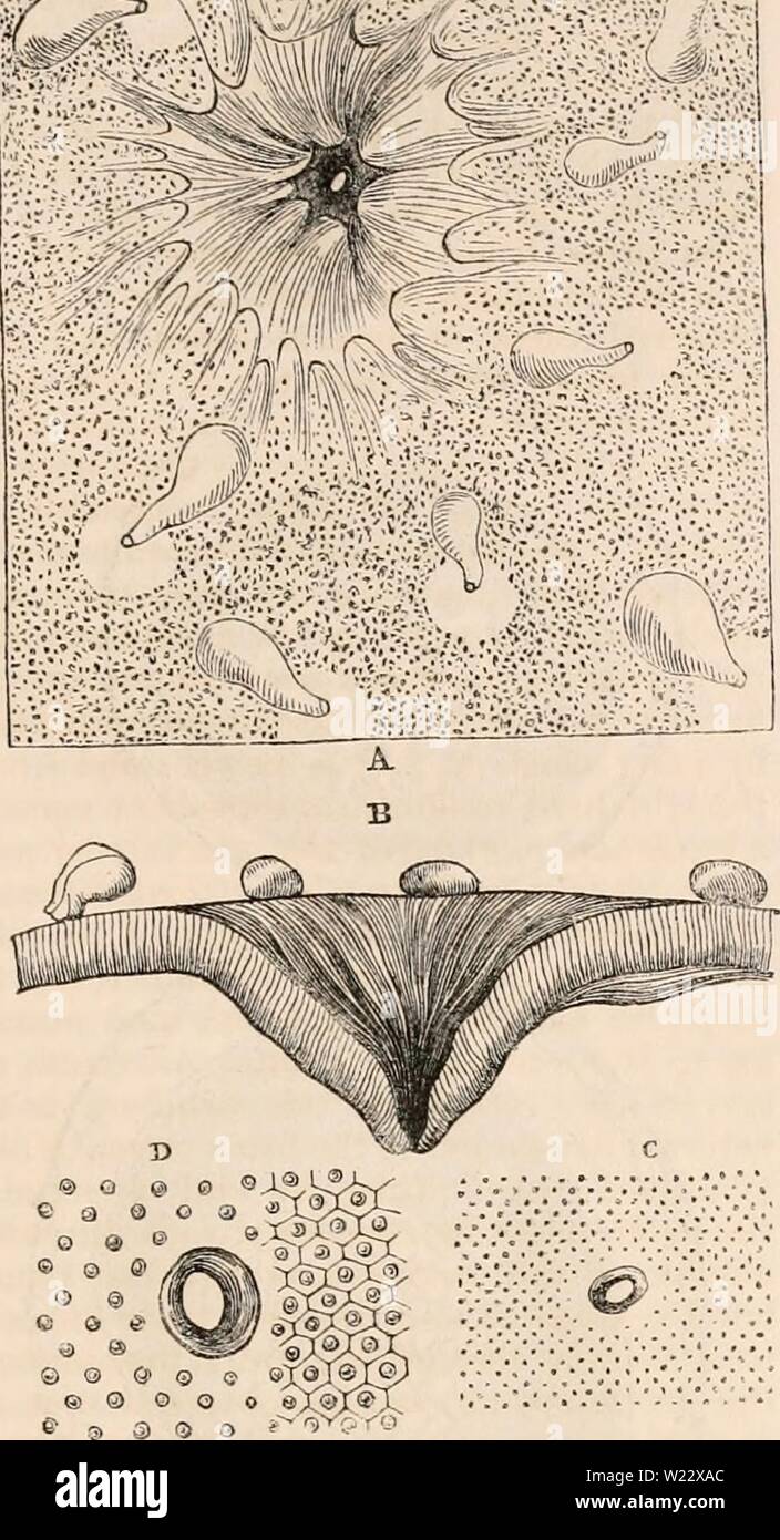 Micropyle hi-res stock photography and images - Alamy