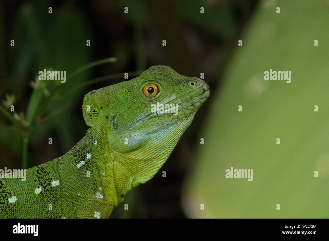 Close up head green lizard with yellow eyes Costa Rica rainforest Stock ...