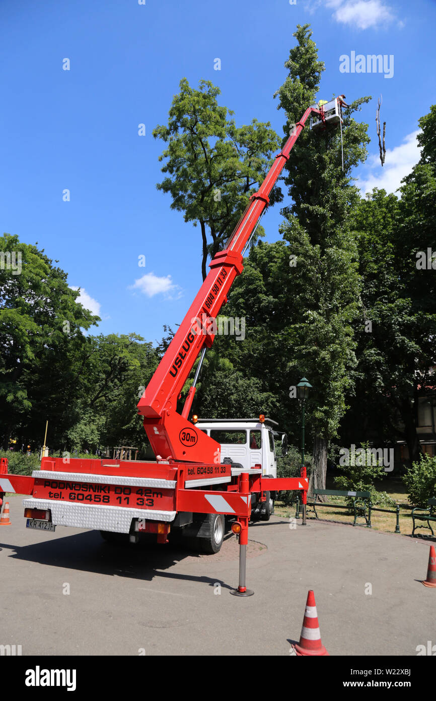 Cracow. Krakow. Poland. Cutitng off the dead branches of the tree in ...