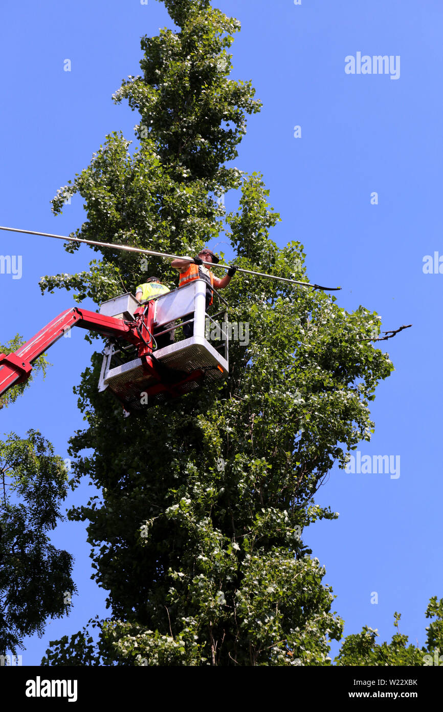 Cracow. Krakow. Poland. Cutitng off the dead branches of the tree in ...