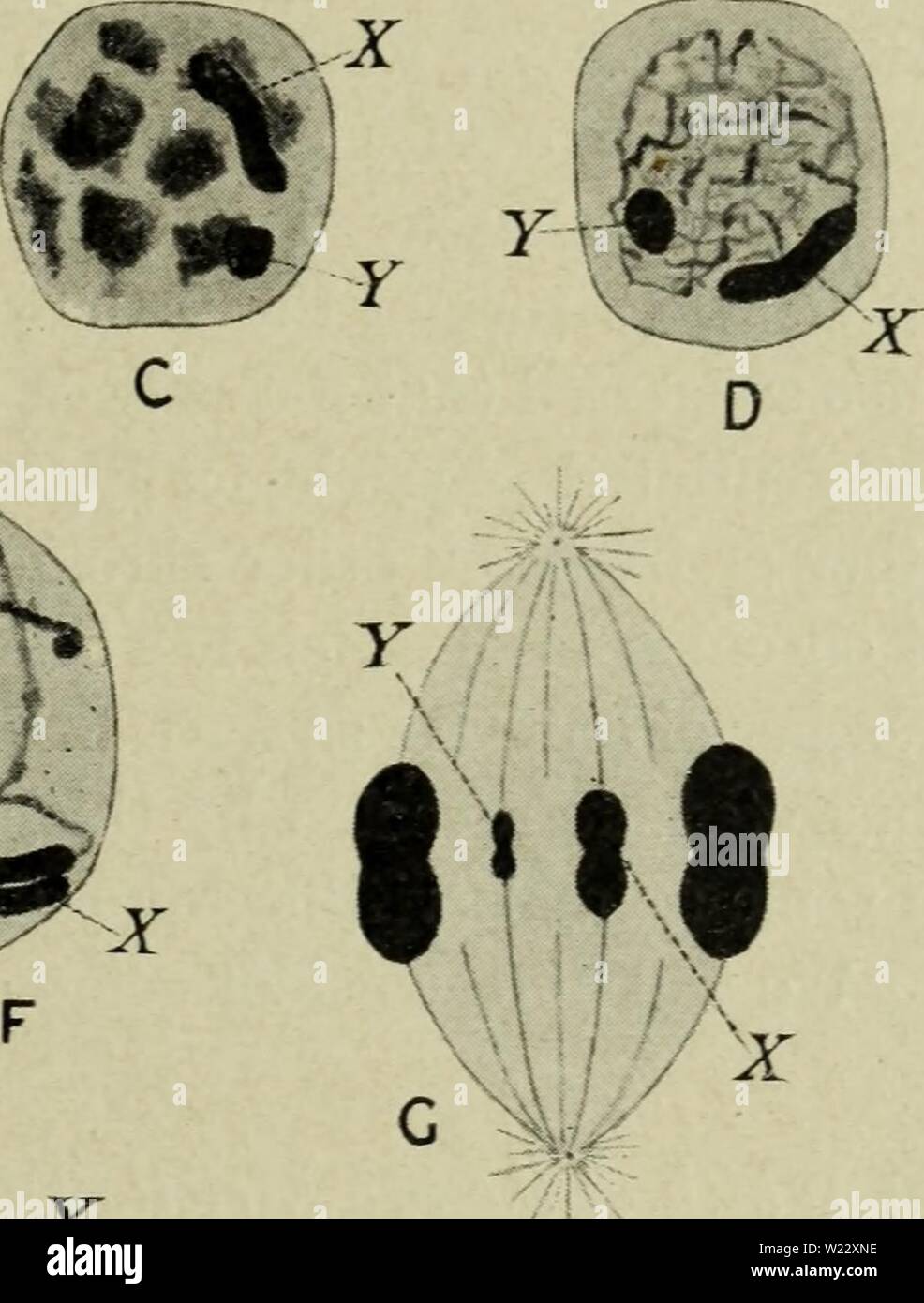 Metaphase chromosomes hi-res stock photography and images - Alamy
