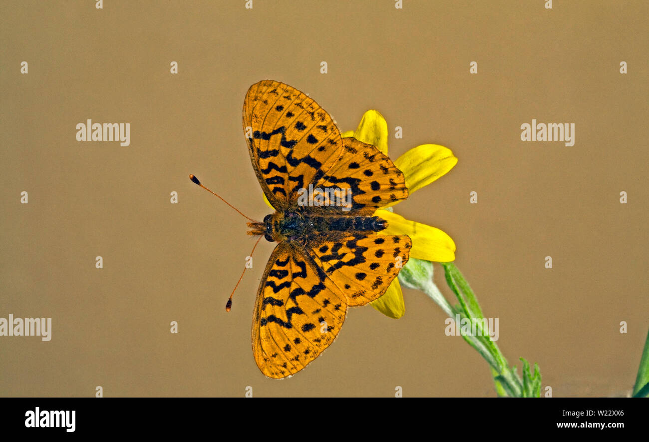 Dorsal view of a western meadow fritillary butterfly Stock Photo - Alamy