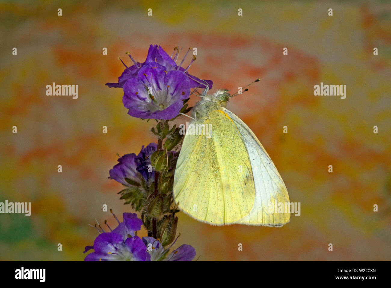 Life cycle of a cabbage white butterfly hi-res stock photography and ...