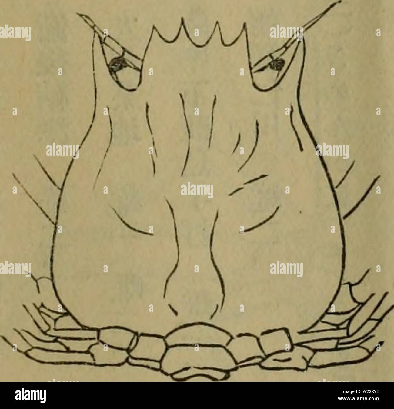 Archive image from page 116 of Dbutsugaku zasshi (1889 Stock Photo - Alamy