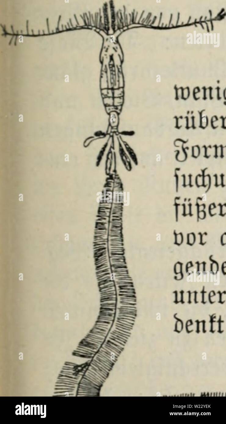 Nematocarcinus gracilipes hi-res stock photography and images - Alamy