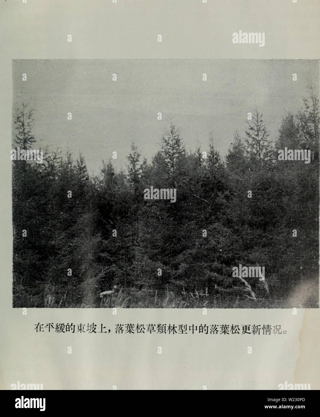 Cha bu hi-res stock photography and images - Alamy