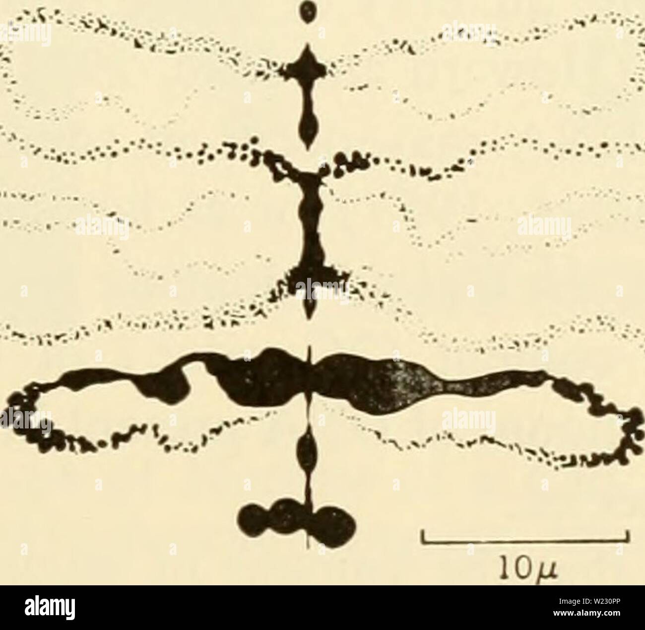 Archive image from page 122 of Cytology (1961). Cytology cytology00wils ...