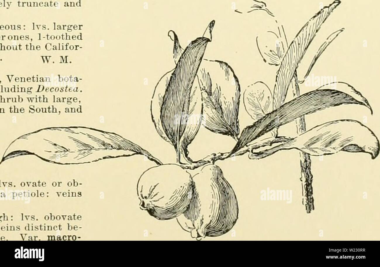 Capitate Stigma High Resolution Stock Photography and Images - Alamy