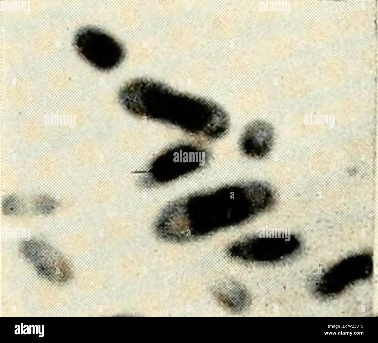Archive image from page 121 of The cytology and life-history of. The ...