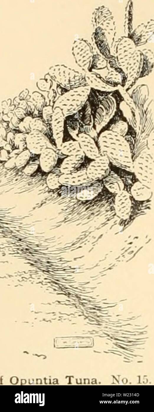 Angular stems hi-res stock photography and images - Alamy