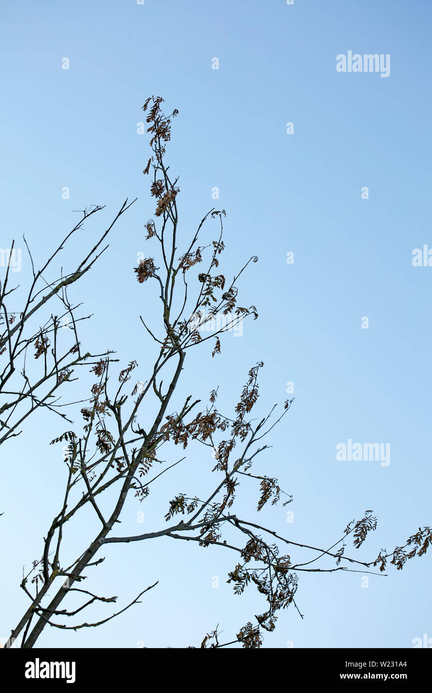 Dancing trees hi-res stock photography and images - Alamy