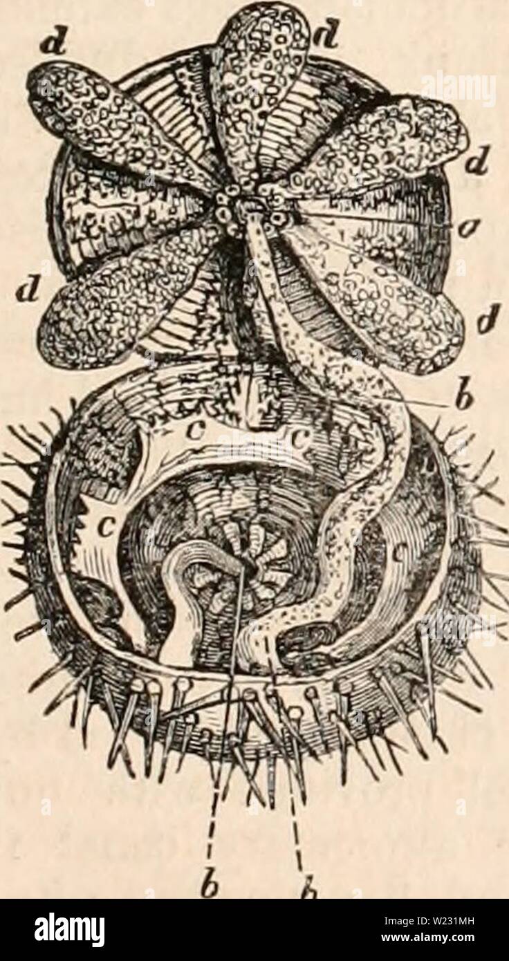 Archive image from page 124 of The cyclopædia of anatomy and. The ...