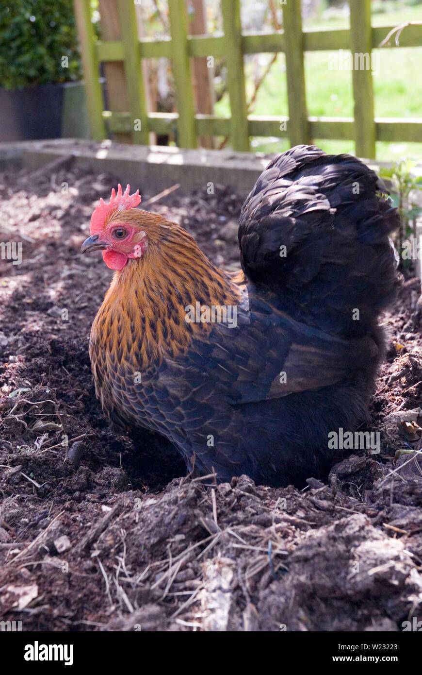 Peking burchin chicken looking for worms hi-res stock photography and ...