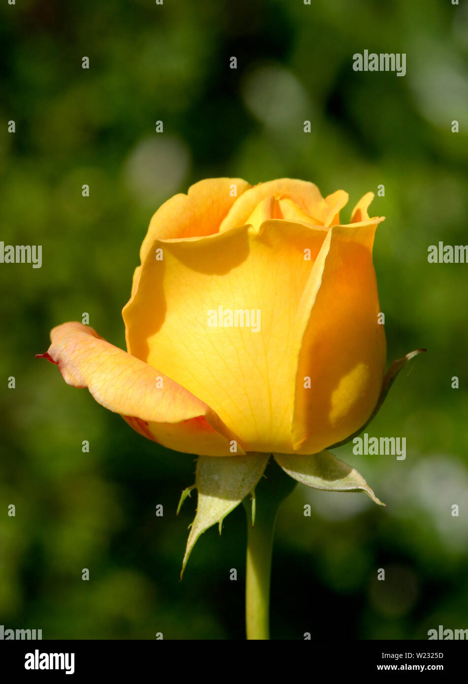 Golden celebration david austin rose hi-res stock photography and ...