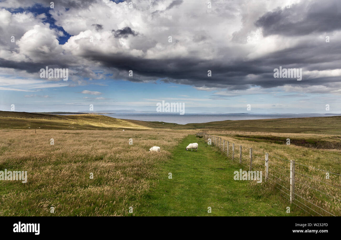 Scotland sheep beautiful hi-res stock photography and images - Alamy