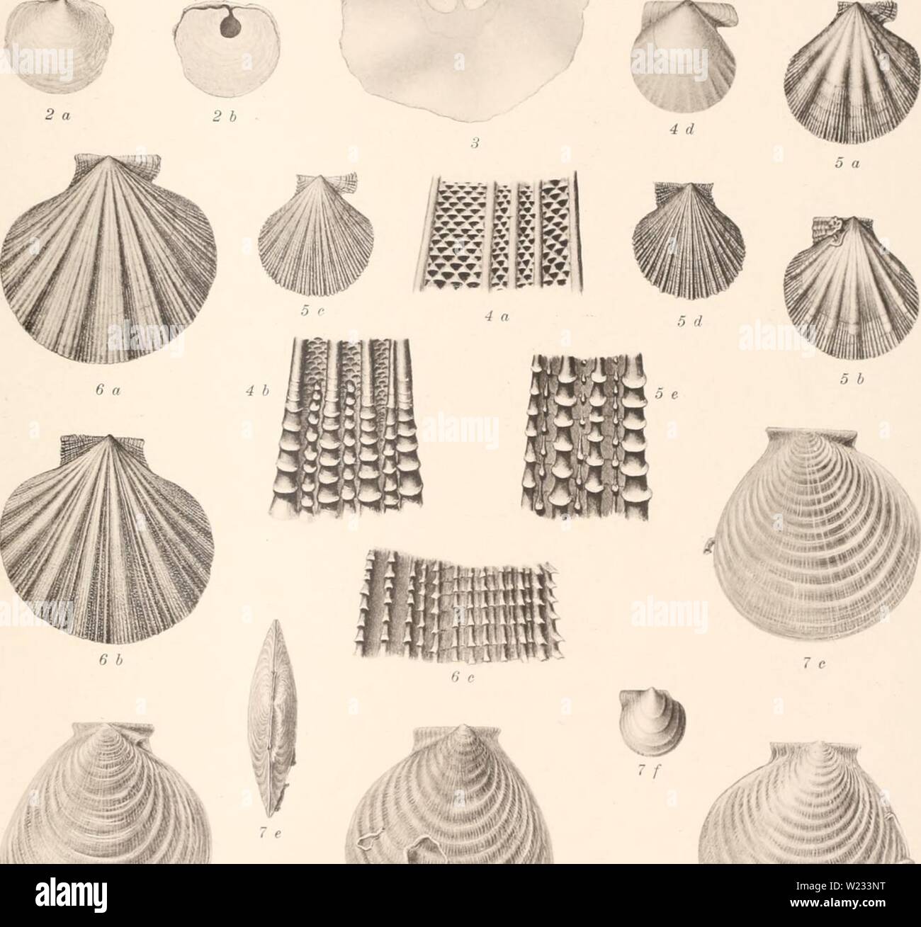 Phototyp hi-res stock photography and images - Alamy