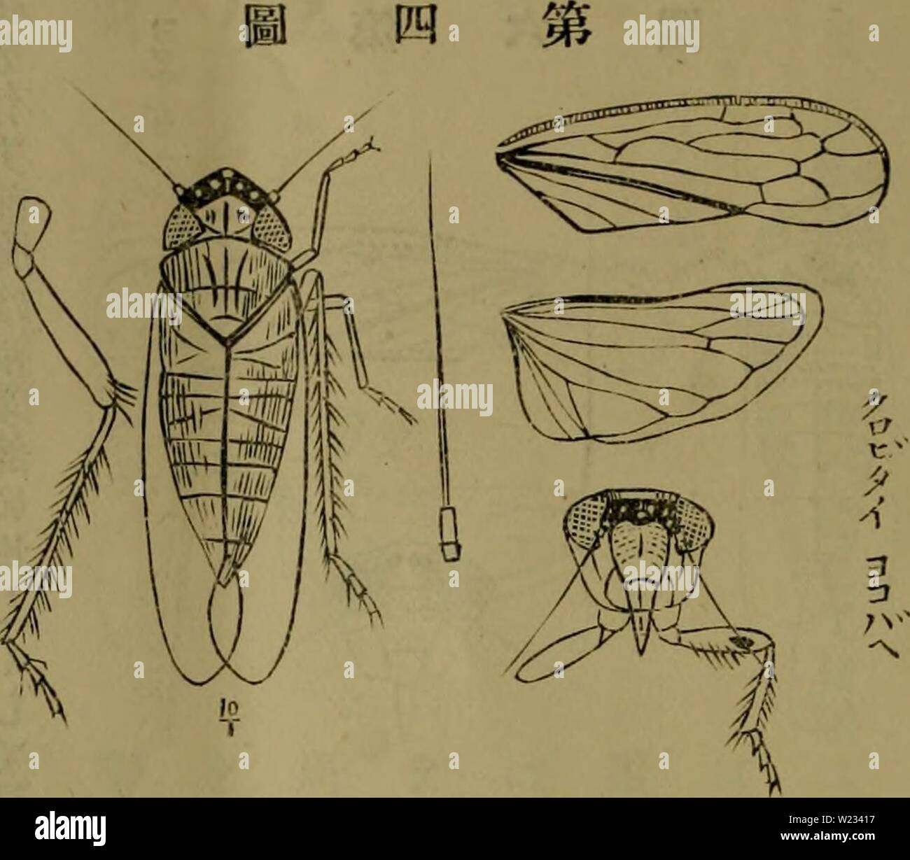 Archive image from page 131 of Dbutsugaku zasshi (1889 Stock Photo - Alamy
