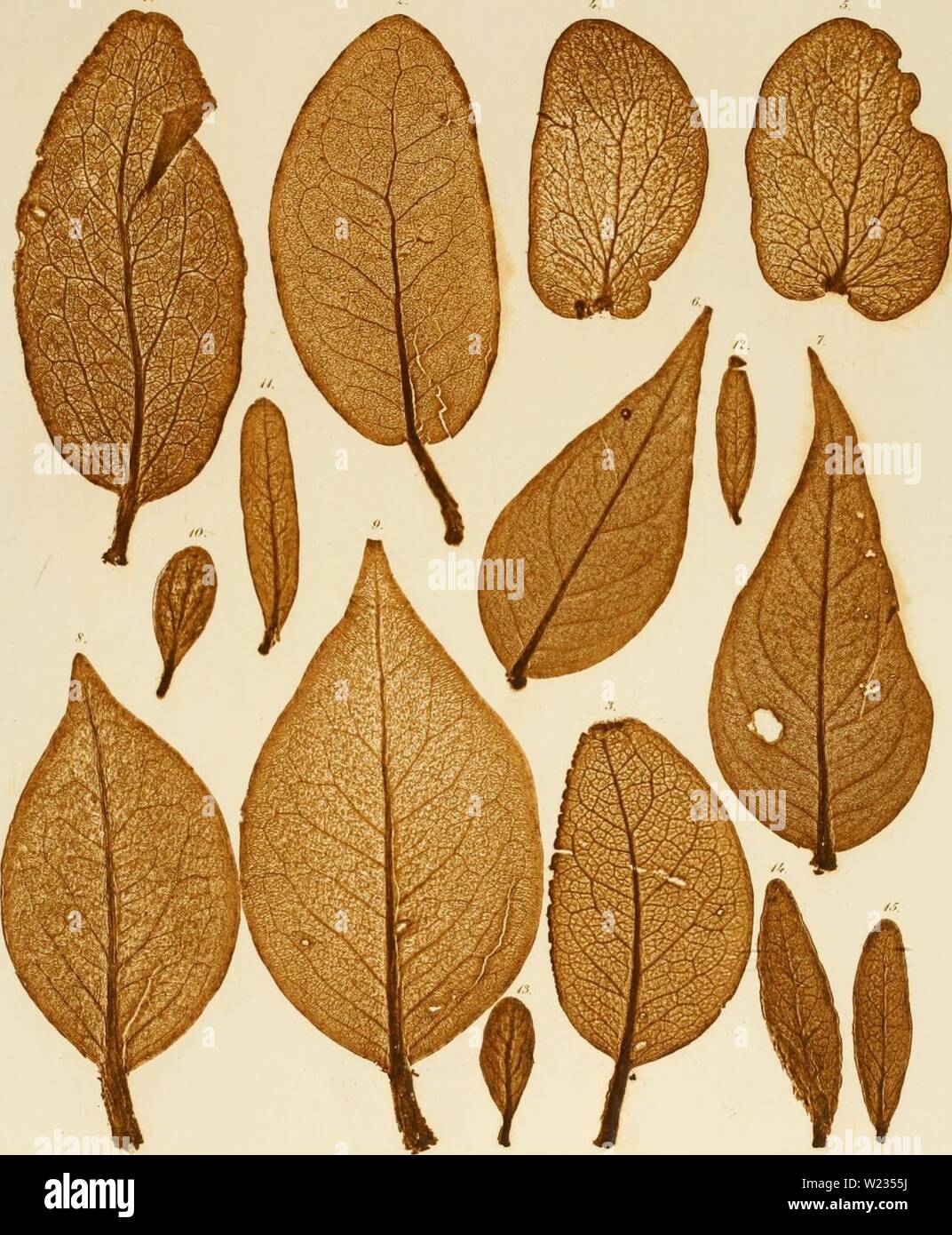 Uuii hi-res stock photography and images - Alamy