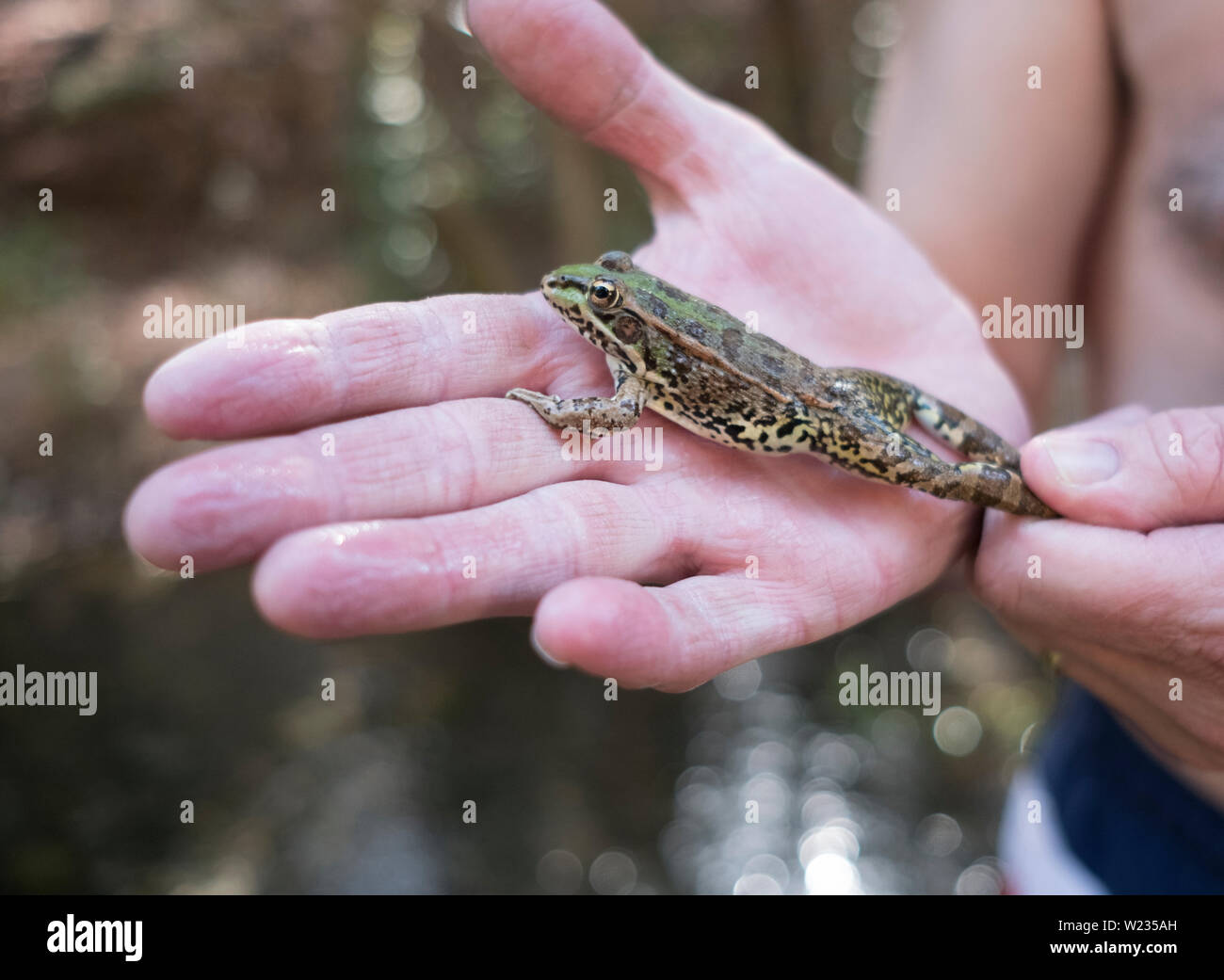 Frog on man hands hi-res stock photography and images - Alamy