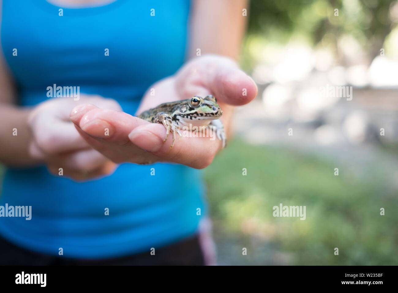 Frog on woman hands hi-res stock photography and images - Alamy