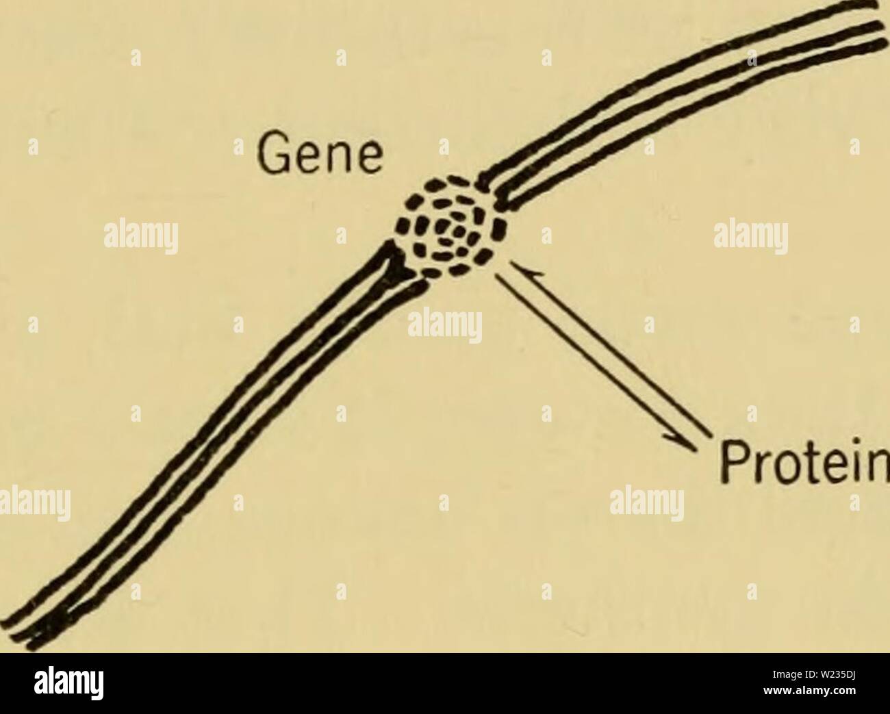 Protein synthesis process hi-res stock photography and images - Alamy