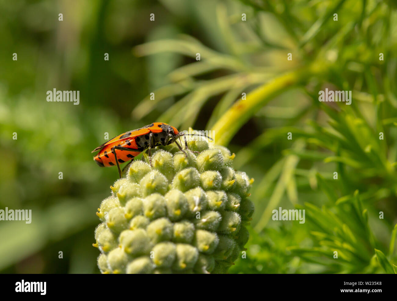 Sits on green pine hi-res stock photography and images - Alamy