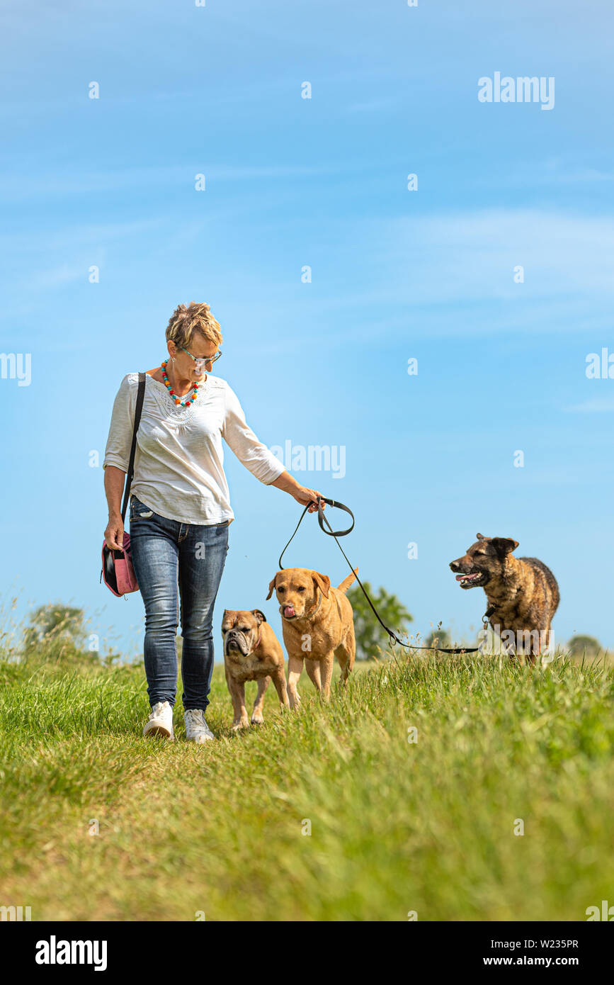 Dog sitter walks with many dogs on a leash. Dog walker with different ...