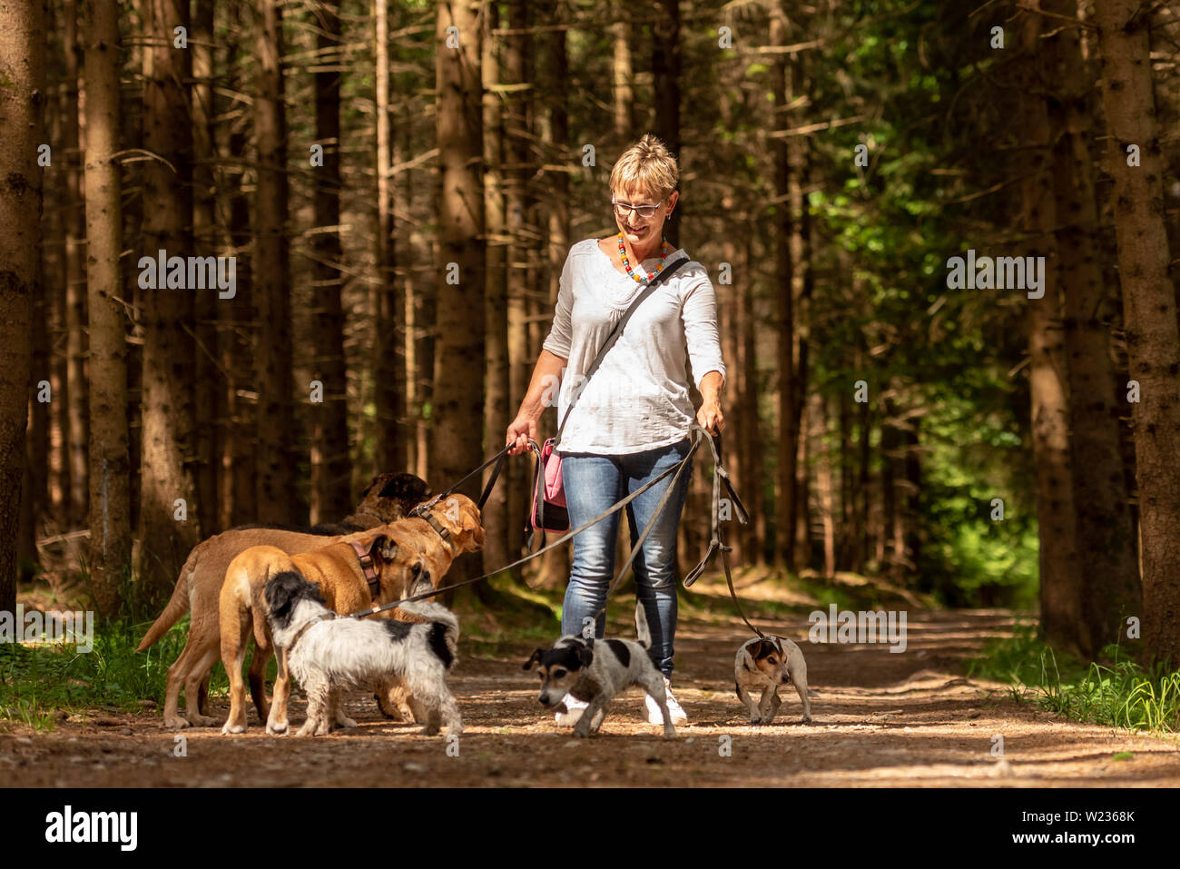 Walk with many dogs on a leash. Dog walker with different dog breeds in ...
