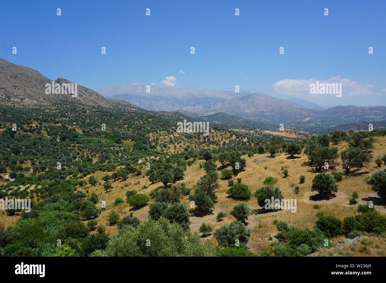 Trees panorama hi-res stock photography and images - Alamy