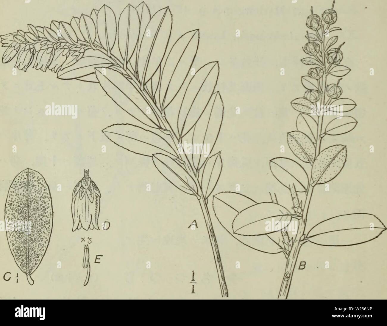 Cassandra d don hi-res stock photography and images - Alamy