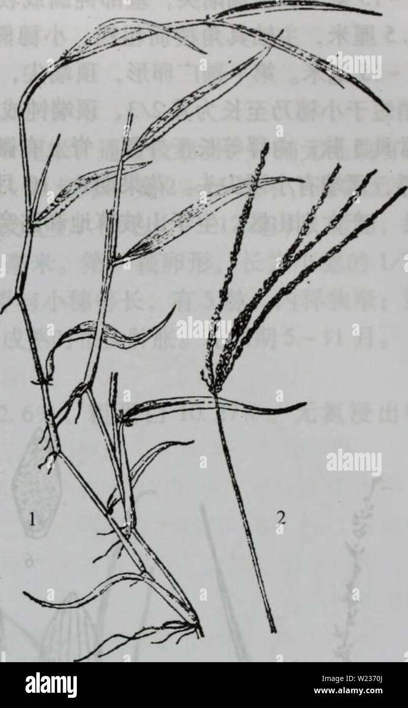 Archive image from page 140 of da bie shan zhi wu Stock Photo - Alamy