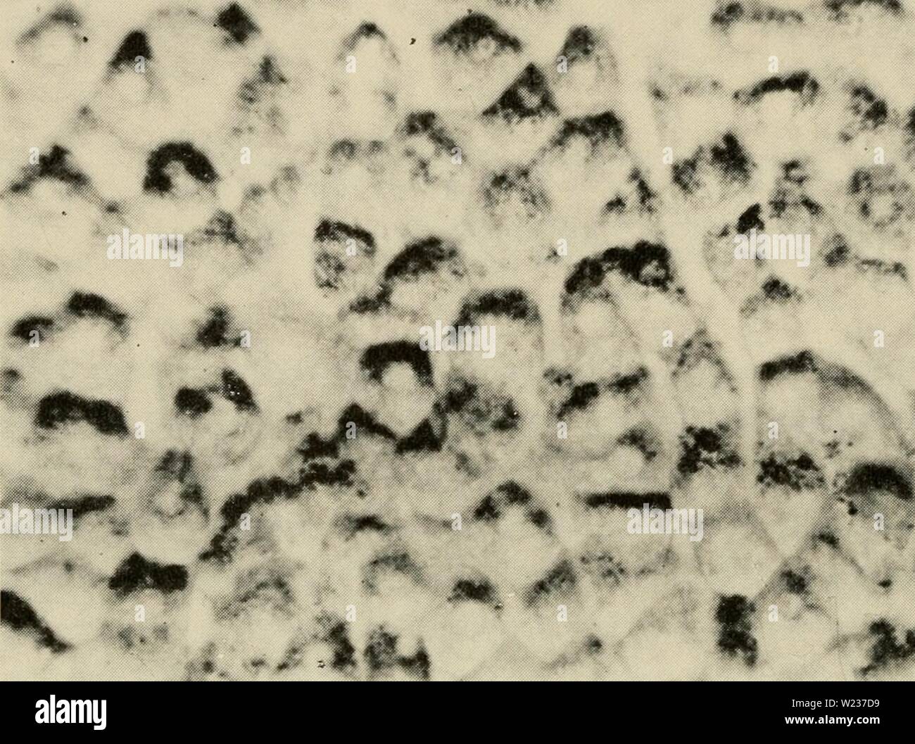 Cytochemistry hi-res stock photography and images - Alamy