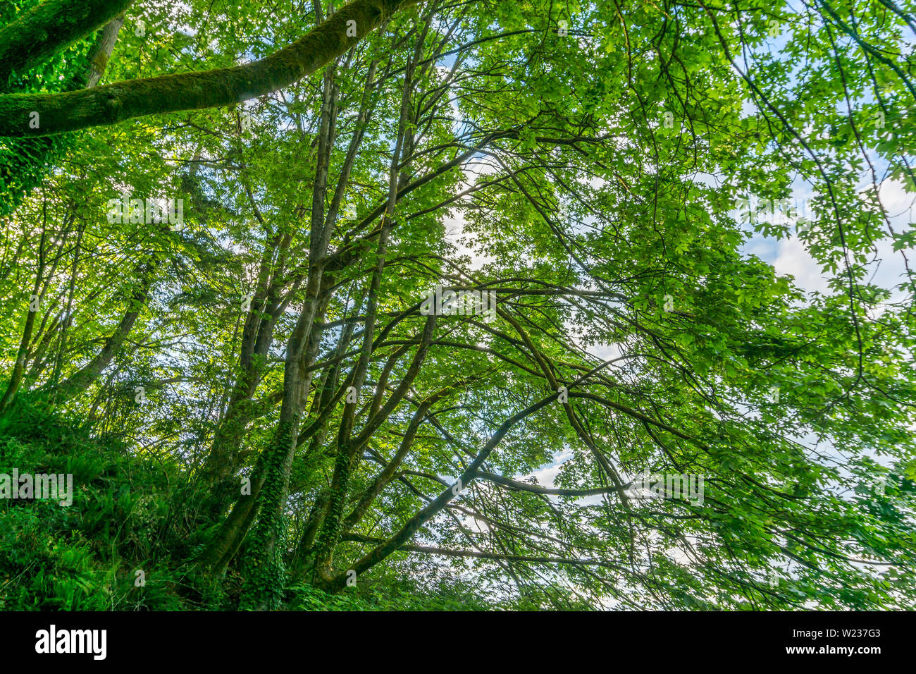 Tree branches hang down at Dash Point e State Park in Washington State ...