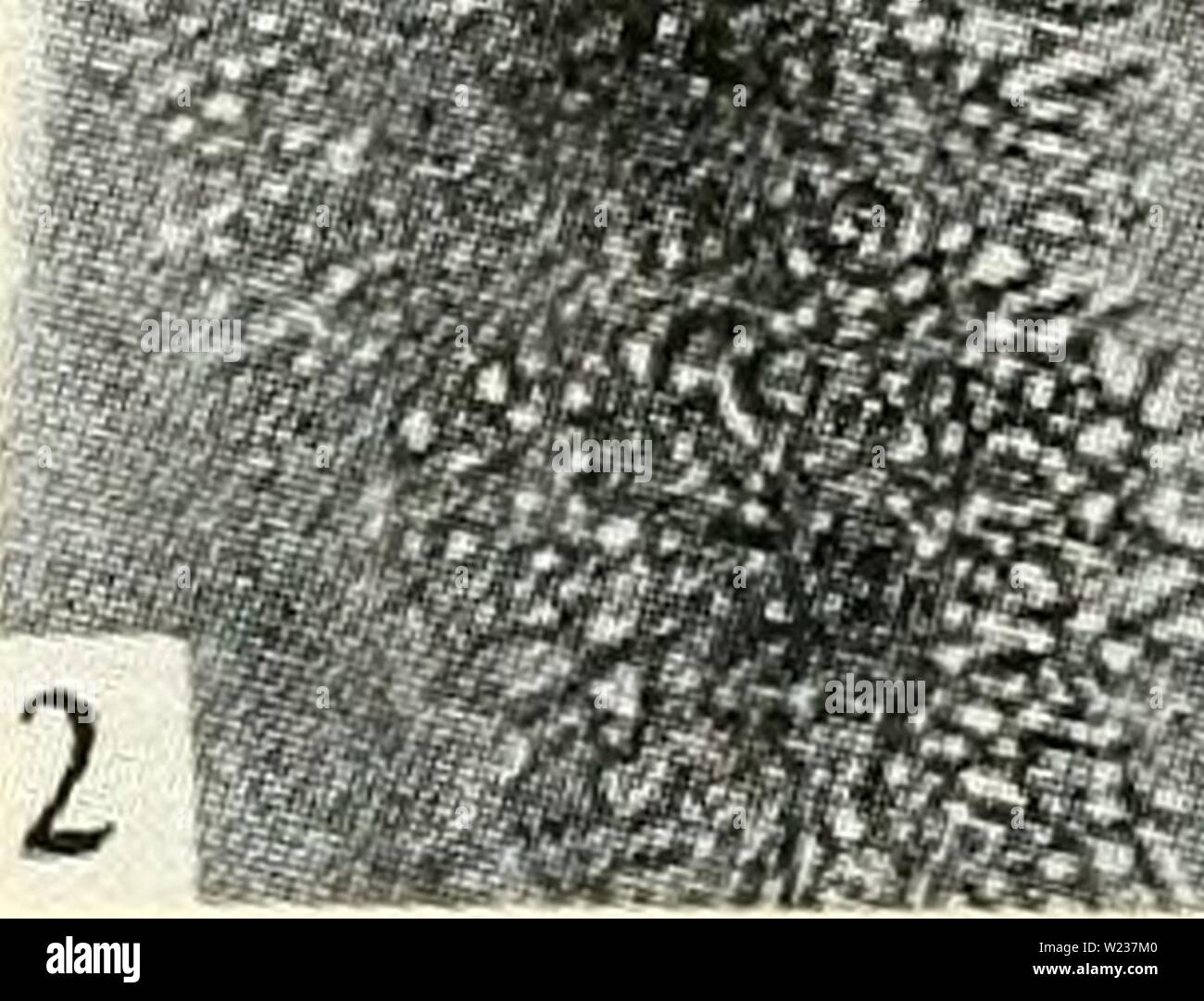 Archive image from page 141 of The cytology and life-history of. The ...