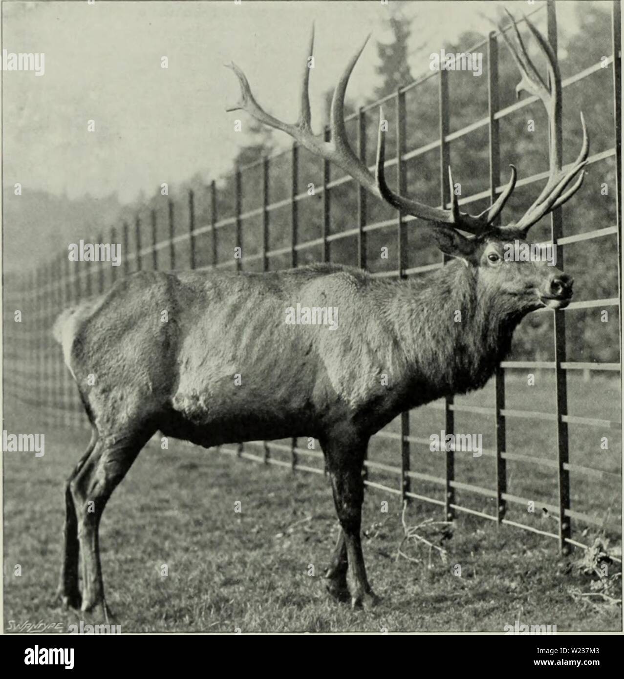 Archive image from page 141 of The deer of all lands;. The deer of all ...