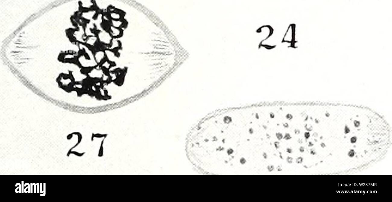 Archive image from page 142 of Cytological observations on Endamoeba ...