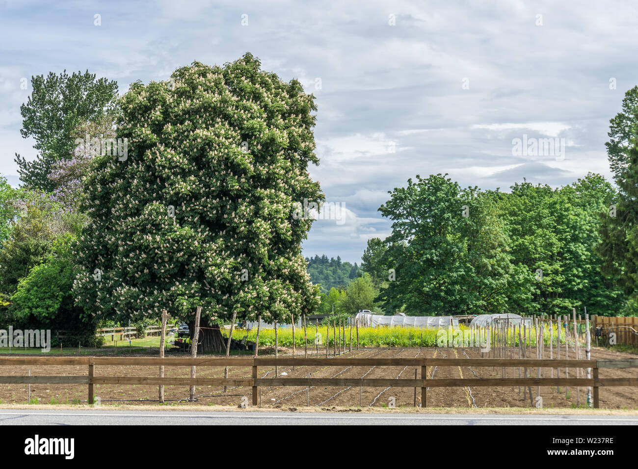 A roadside country garden in Kent, Washington Stock Photo - Alamy
