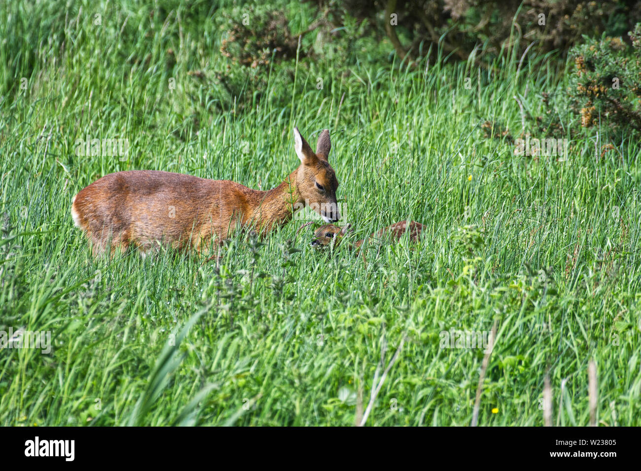 Capreolus capreolus cervidae hi-res stock photography and images - Alamy
