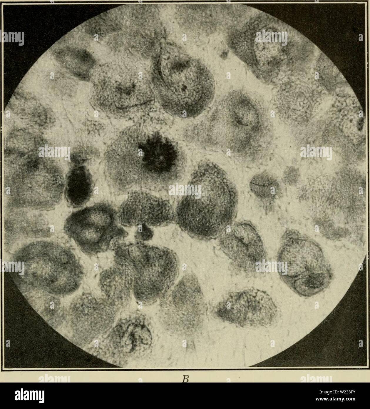 Archive image from page 144 of Cytochemistry a critical approach (1953 ...