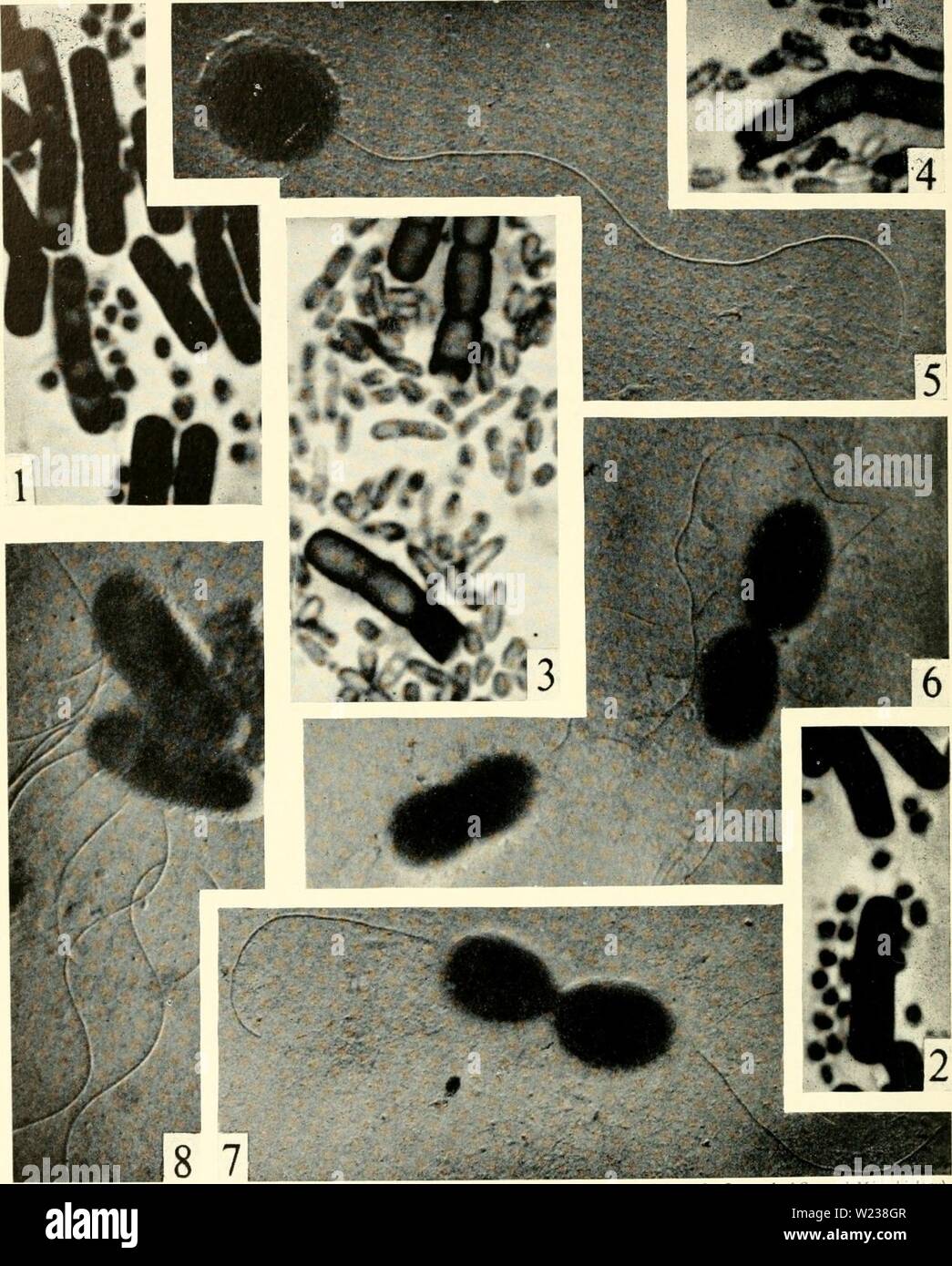 Archive image from page 143 of The cytology and life-history of. The ...