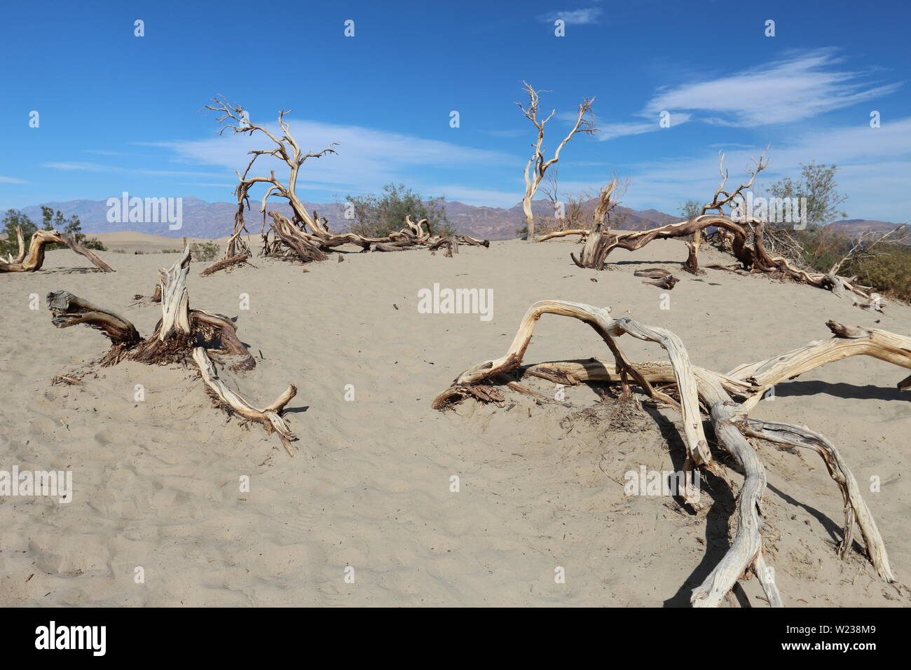 Death valley trees hi-res stock photography and images - Alamy