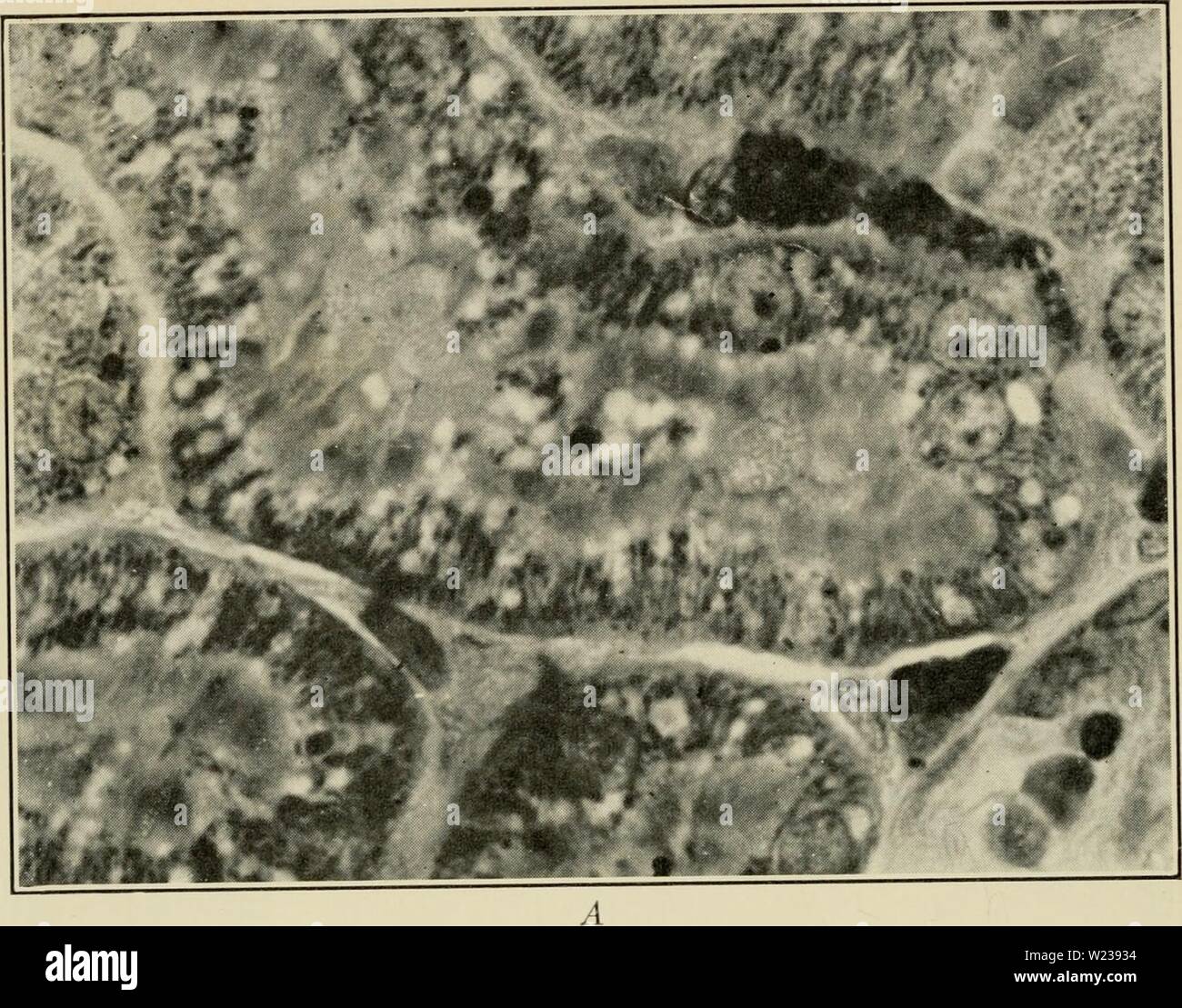 Cytochemistry hi-res stock photography and images - Alamy