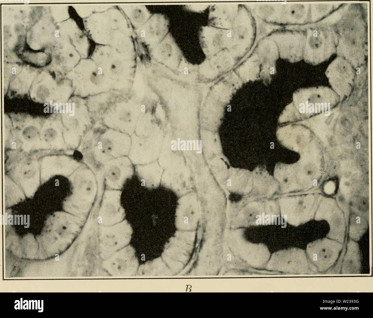 Cytochemistry hi-res stock photography and images - Alamy