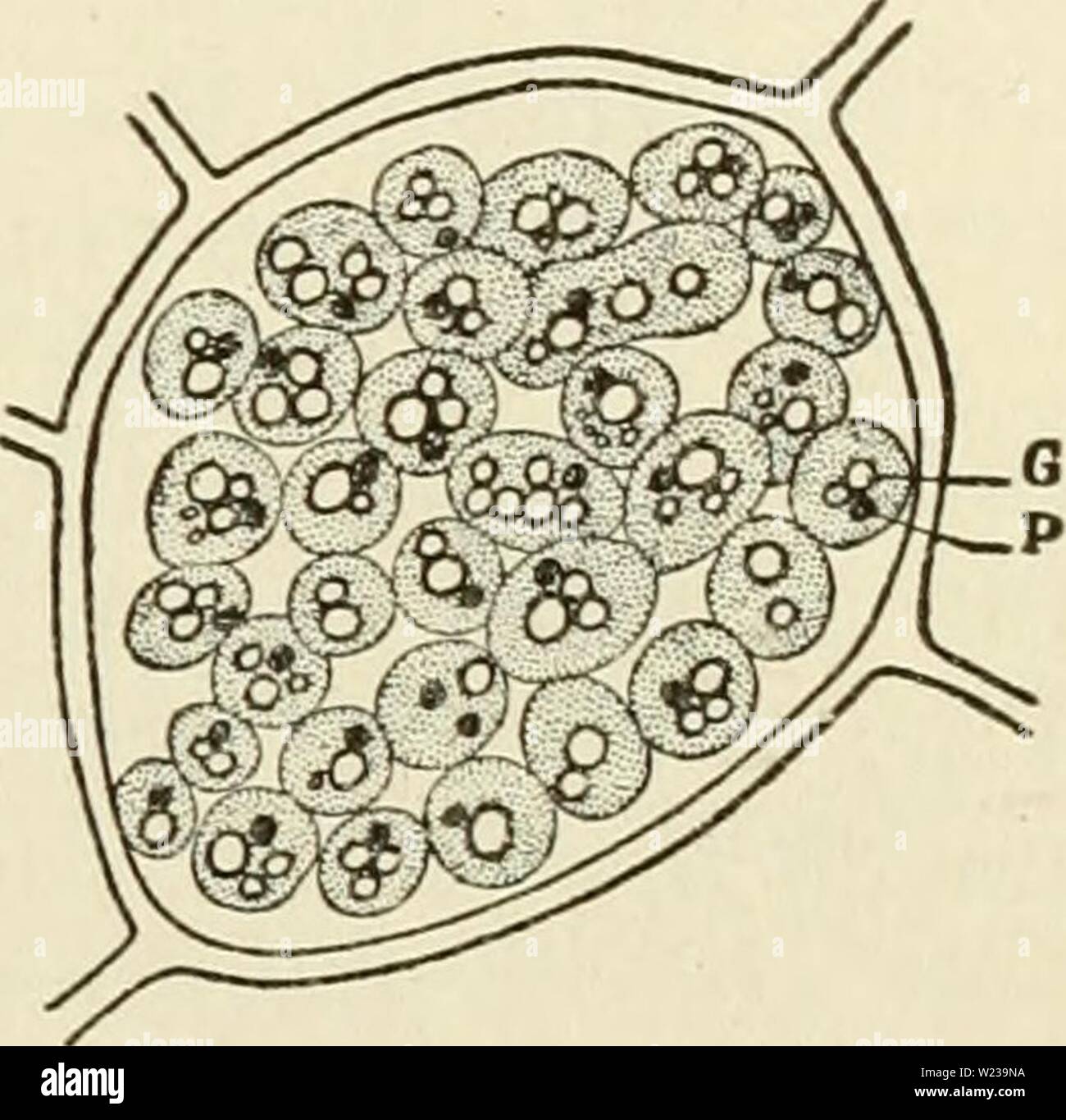 Staining plants hi-res stock photography and images - Alamy