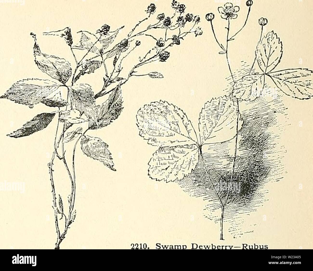 Liad hi-res stock photography and images - Alamy