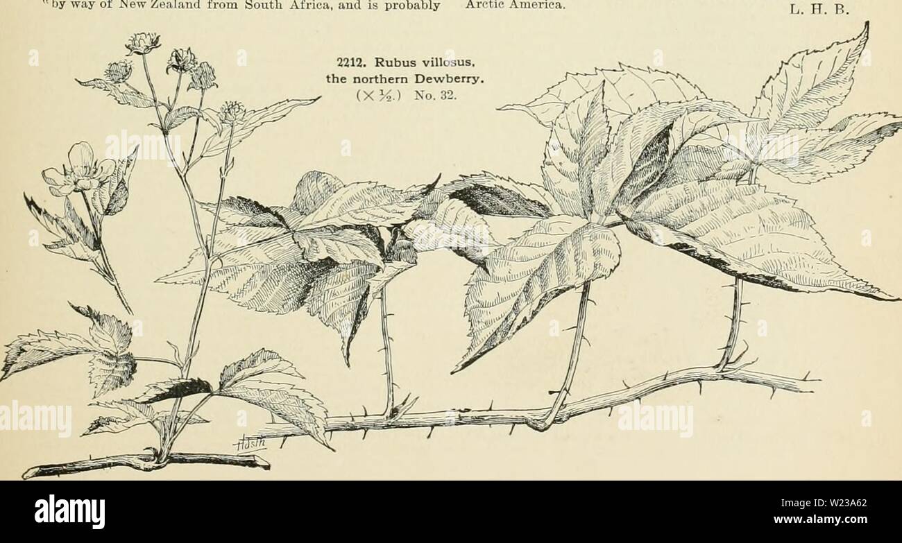 Rubus villosus illustration hi-res stock photography and images - Alamy