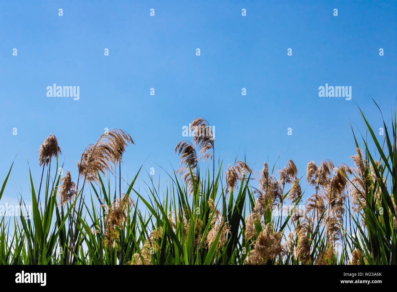 Common reed flowers(Phragmites australis) with the blue sky background ...