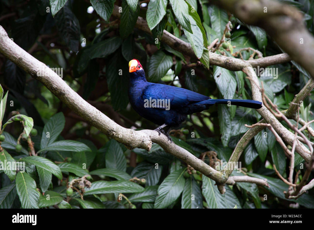 blue turaco bird Stock Photo - Alamy
