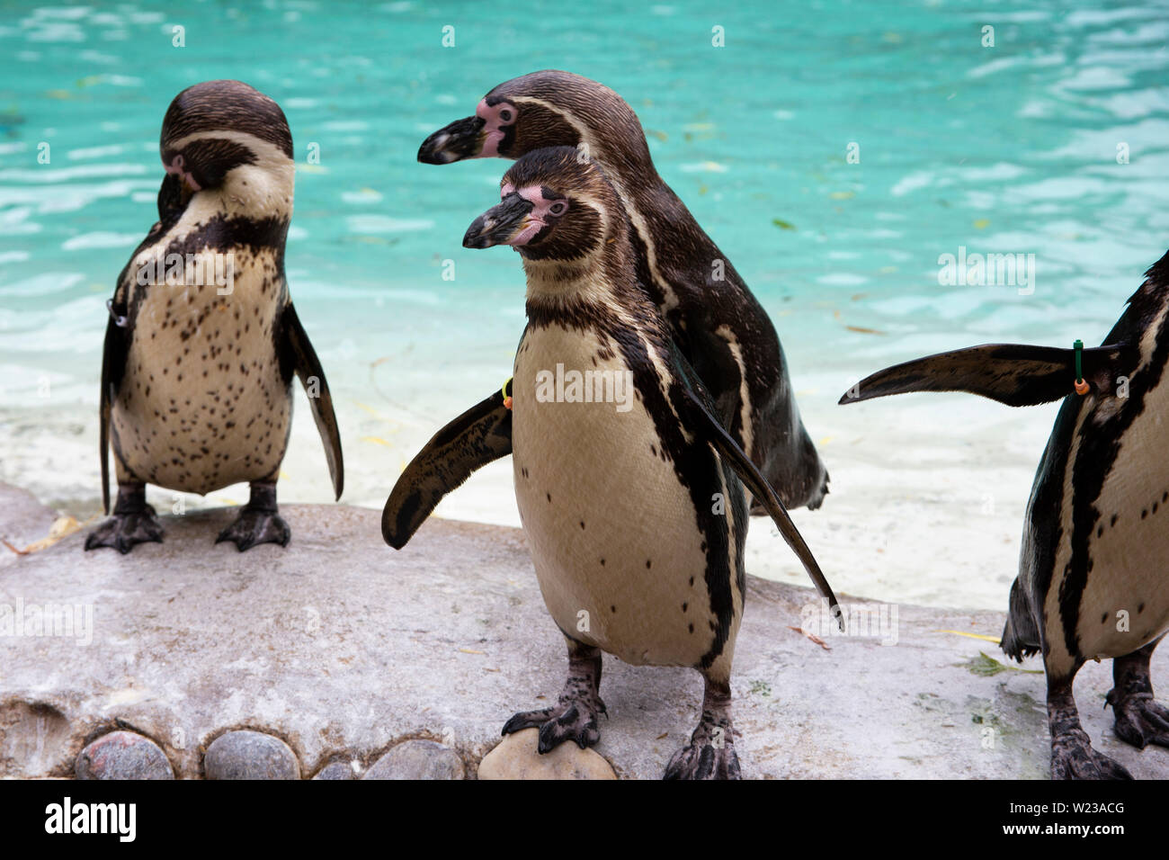 Humboldt penguins at ZSL London Zoo Stock Photo - Alamy
