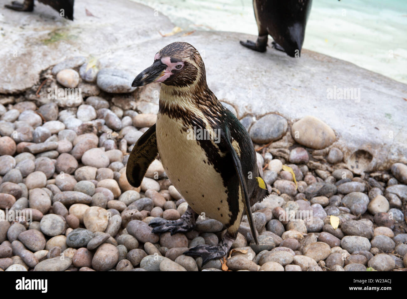 Humboldt penguin at ZSL London Zoo Stock Photo - Alamy